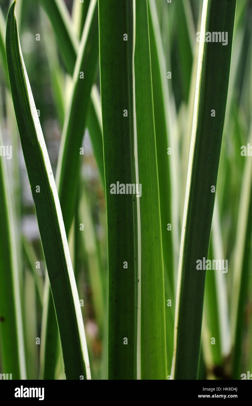 green, lines, grasses, plant, aquatic plant, blade, blade of grass ...