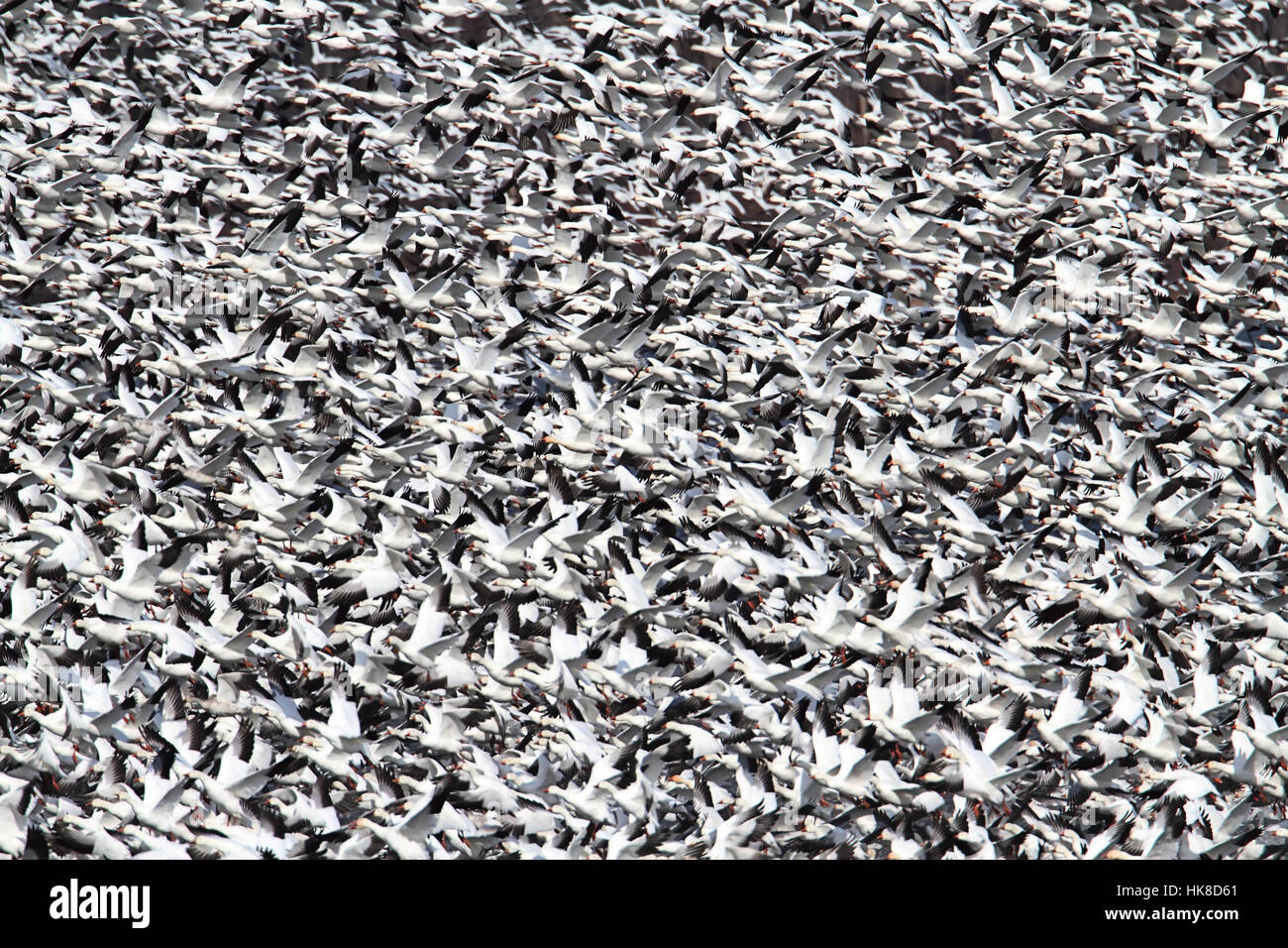 wild, snow, coke, cocaine, material, drug, anaesthetic, addictive drug ...