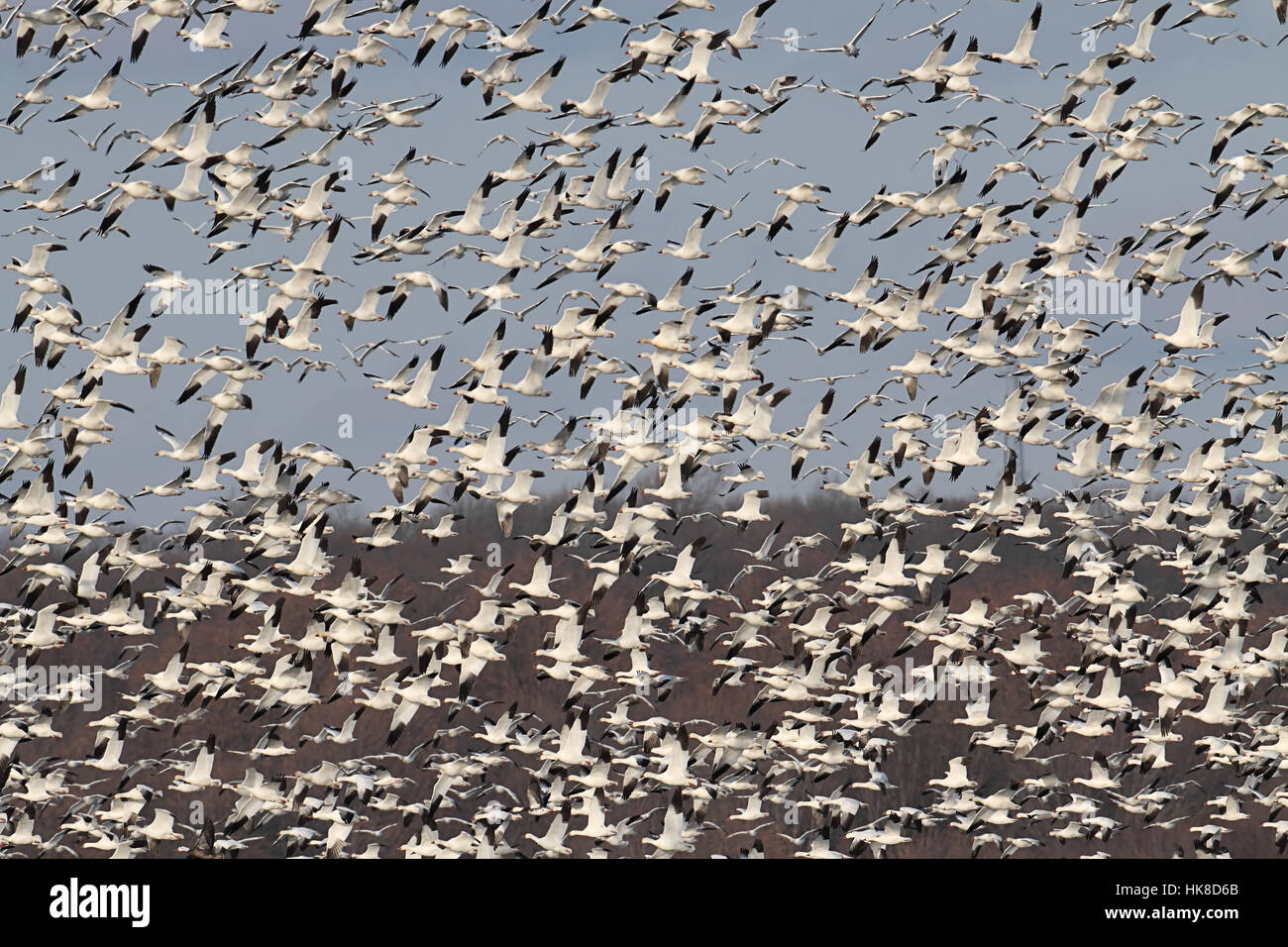 wild, snow, coke, cocaine, material, drug, anaesthetic, addictive drug ...