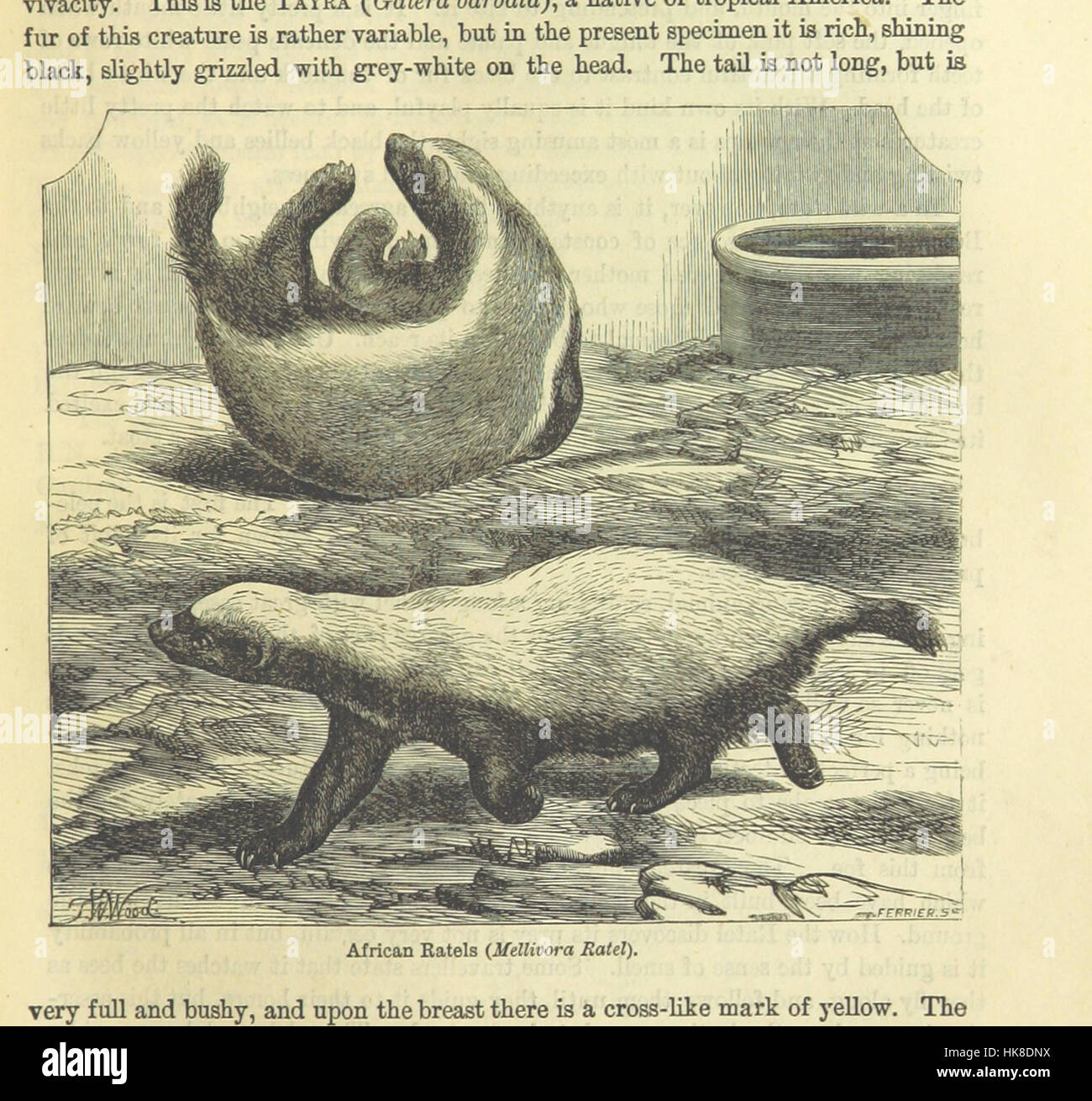 Image from 'Beeton's Historical Romances,' featuring daring deeds and ...