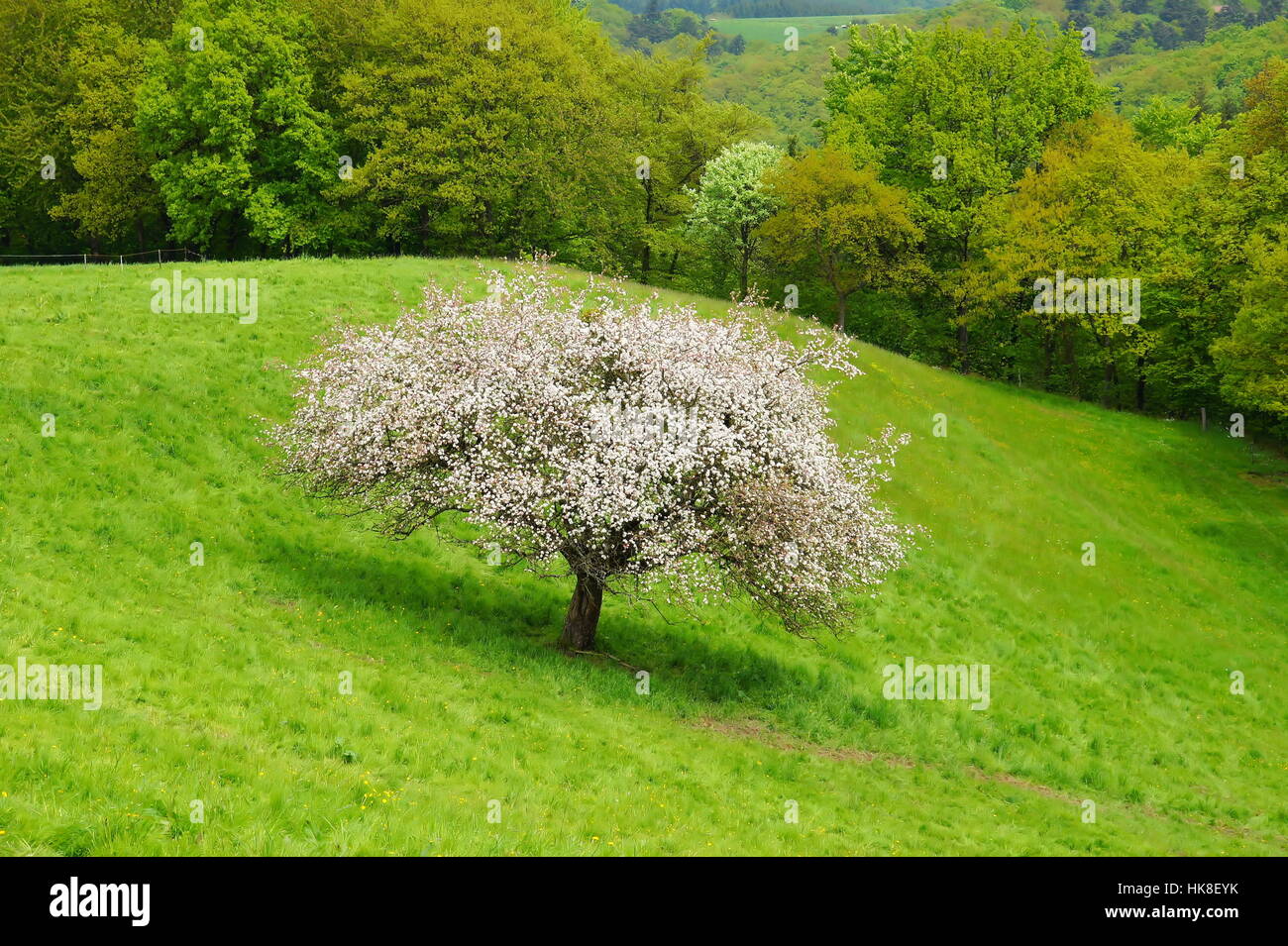 tree, trees, green, bloom, blossom, flourish, flourishing, apple tree ...
