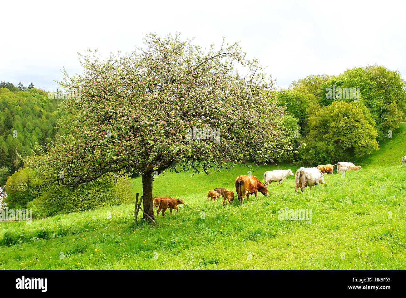 bloom, blossom, flourish, flourishing, apple tree, cows, pasture ...