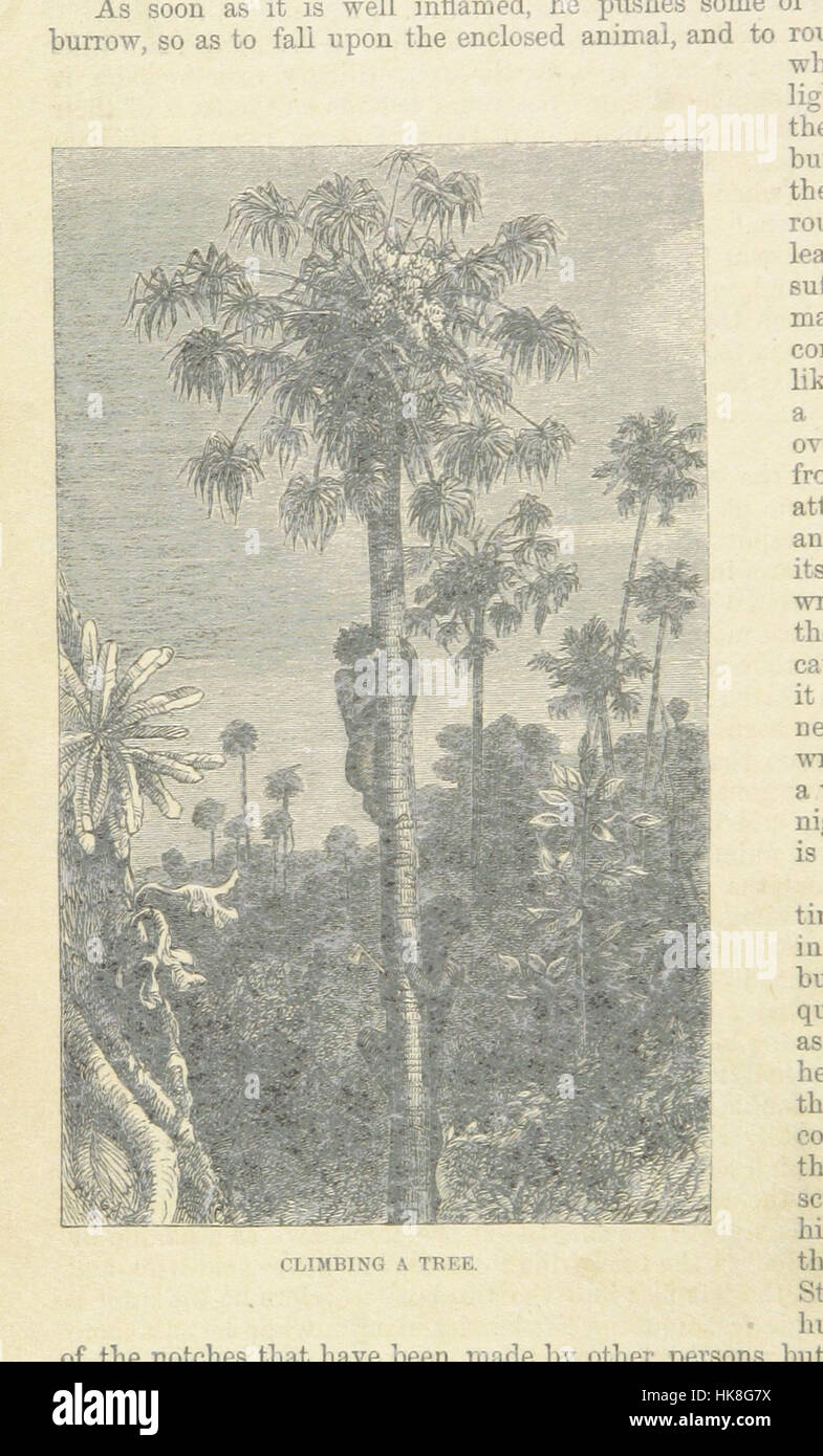 Illustration from 'The Natural History of Man,' providing detailed ...