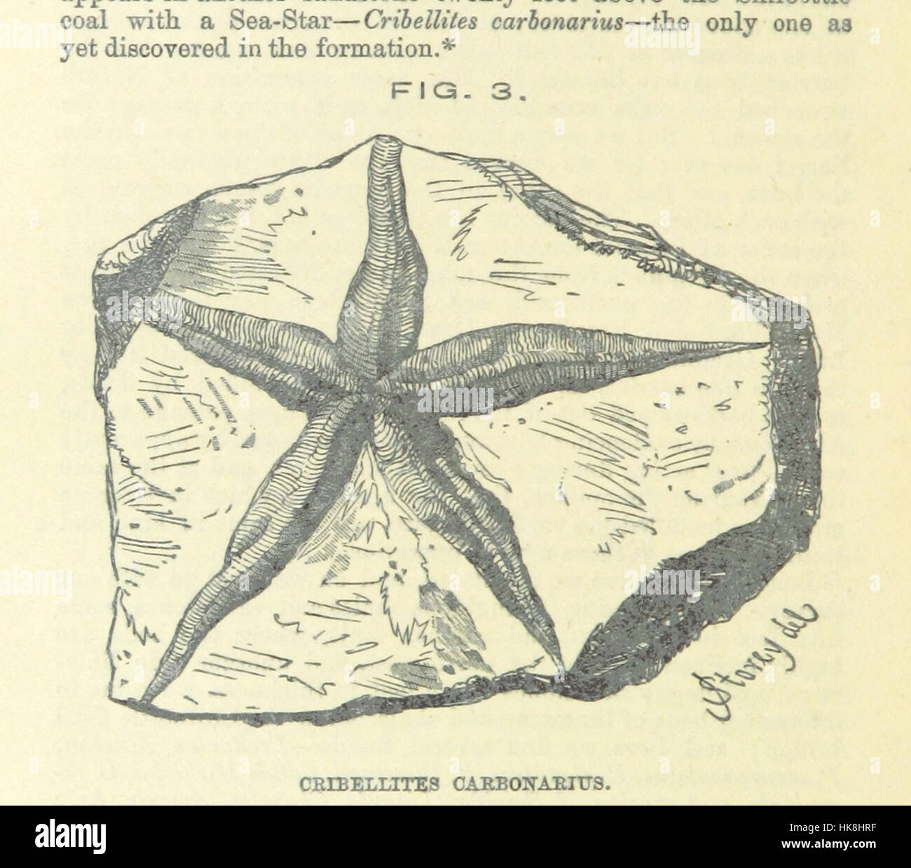 An illustration from 'The History of the Borough, Castle, and Barony of ...