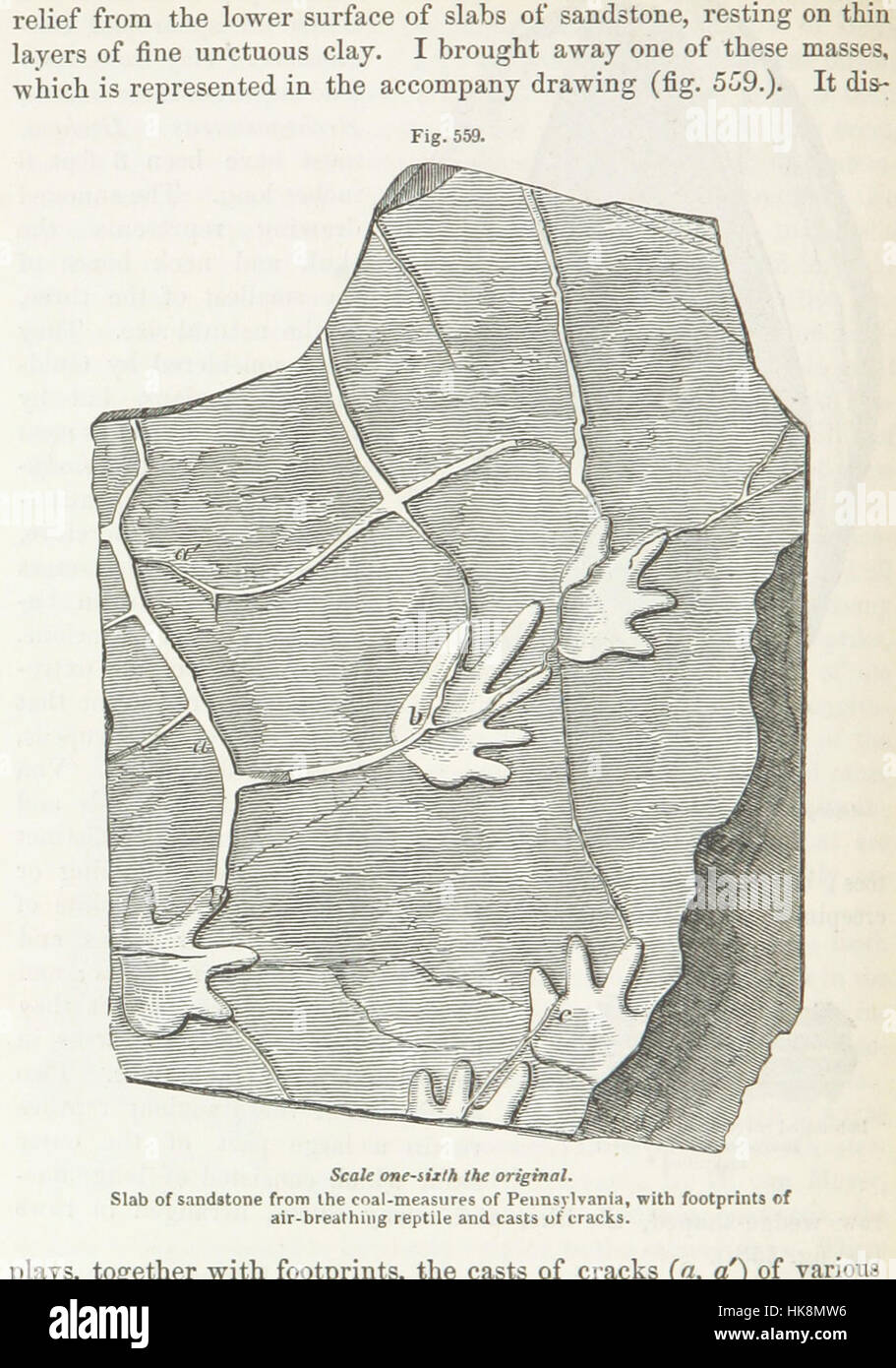 Image from page 528 of 'Elements of Geology,' a comprehensive geology ...