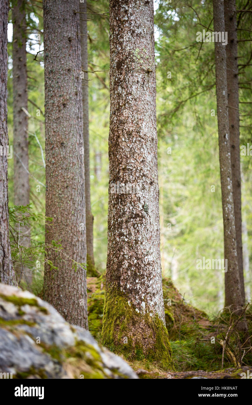 germany, german federal republic, moss, landscape, scenery, countryside ...