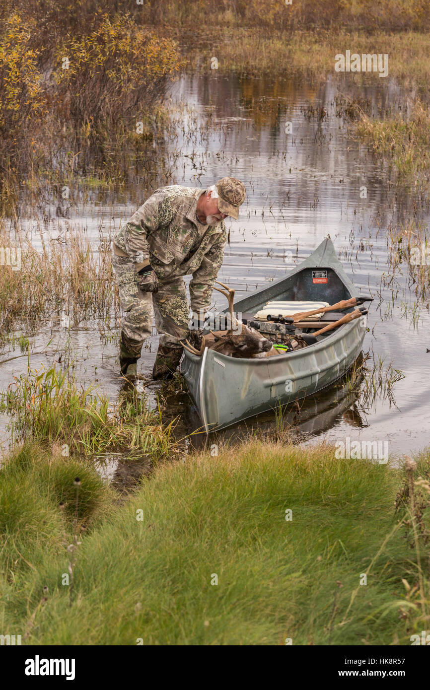 Successful bowhunter returning, in a canoe, with his 8-point buck Stock ...