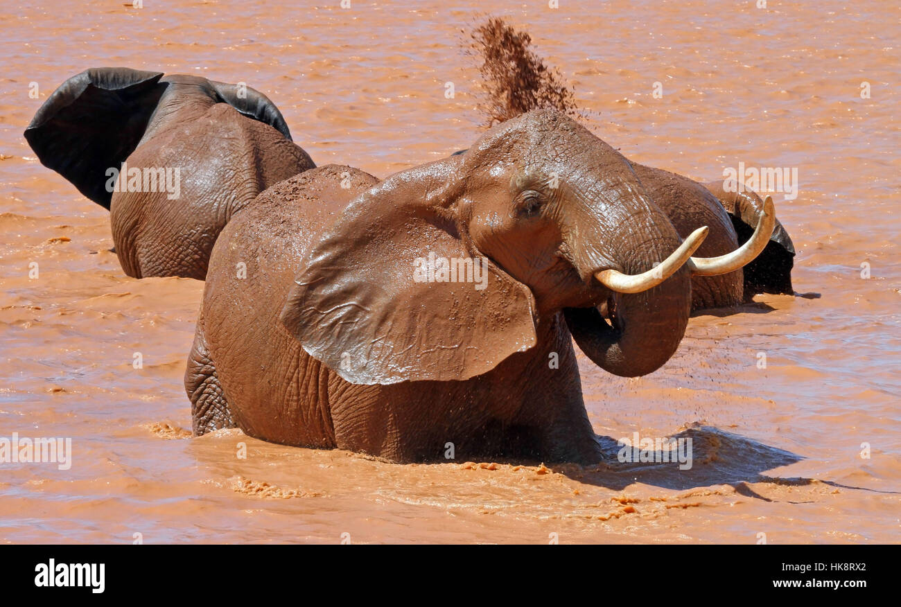 elephant, ivory, photo, picture, image, copy, deduction, thick, wide ...