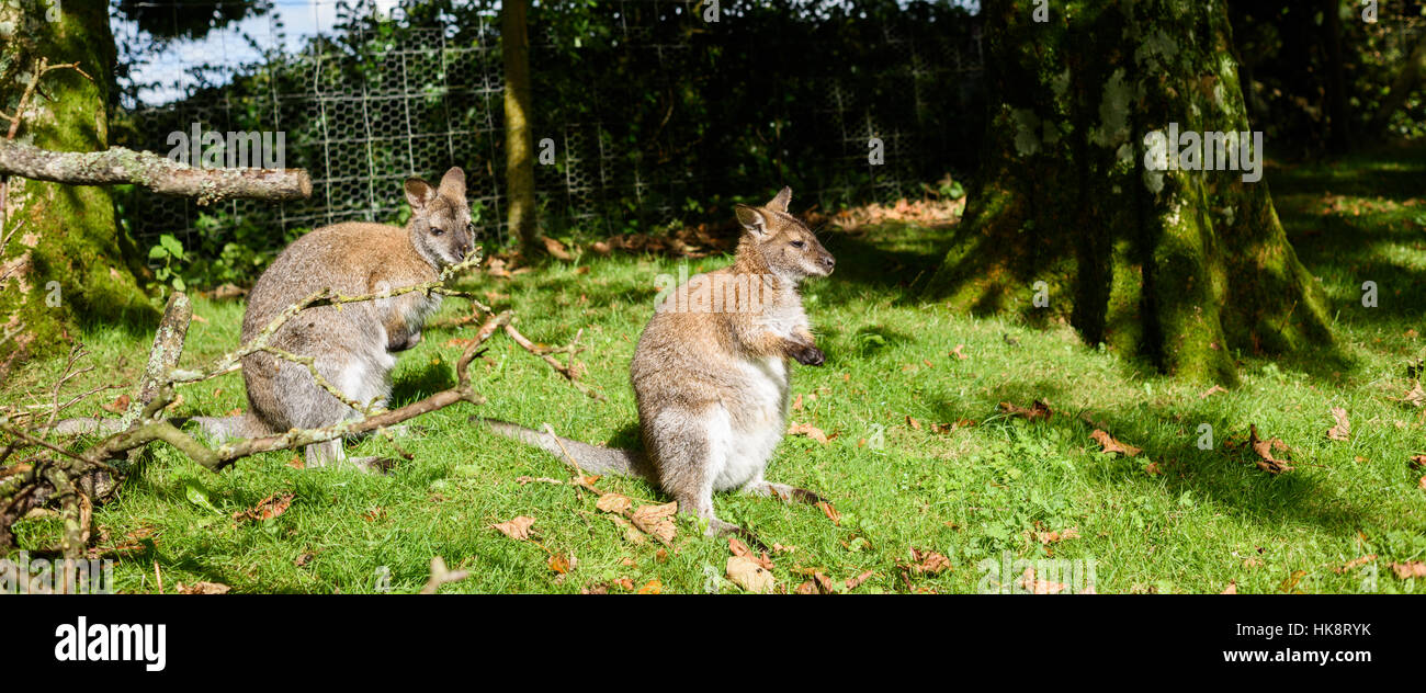Two Wallabies in the sunshine Stock Photo - Alamy