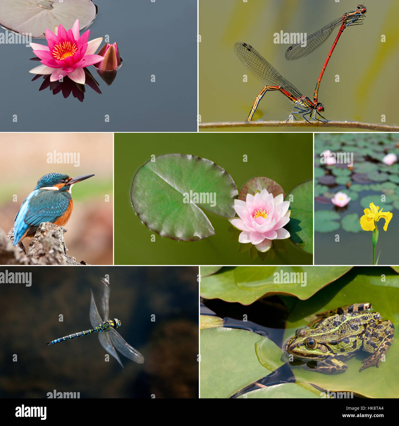 insects, summer, summerly, amphibians, frog, collage, fresh water, pond ...