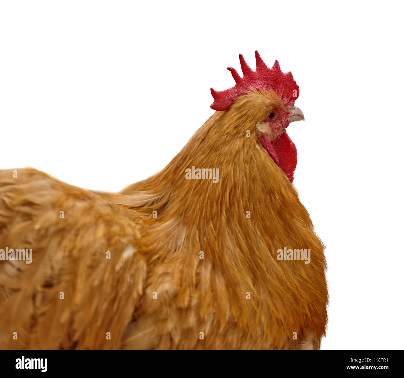 Close-up Isolated Chicken Hen Stock Photo - Alamy