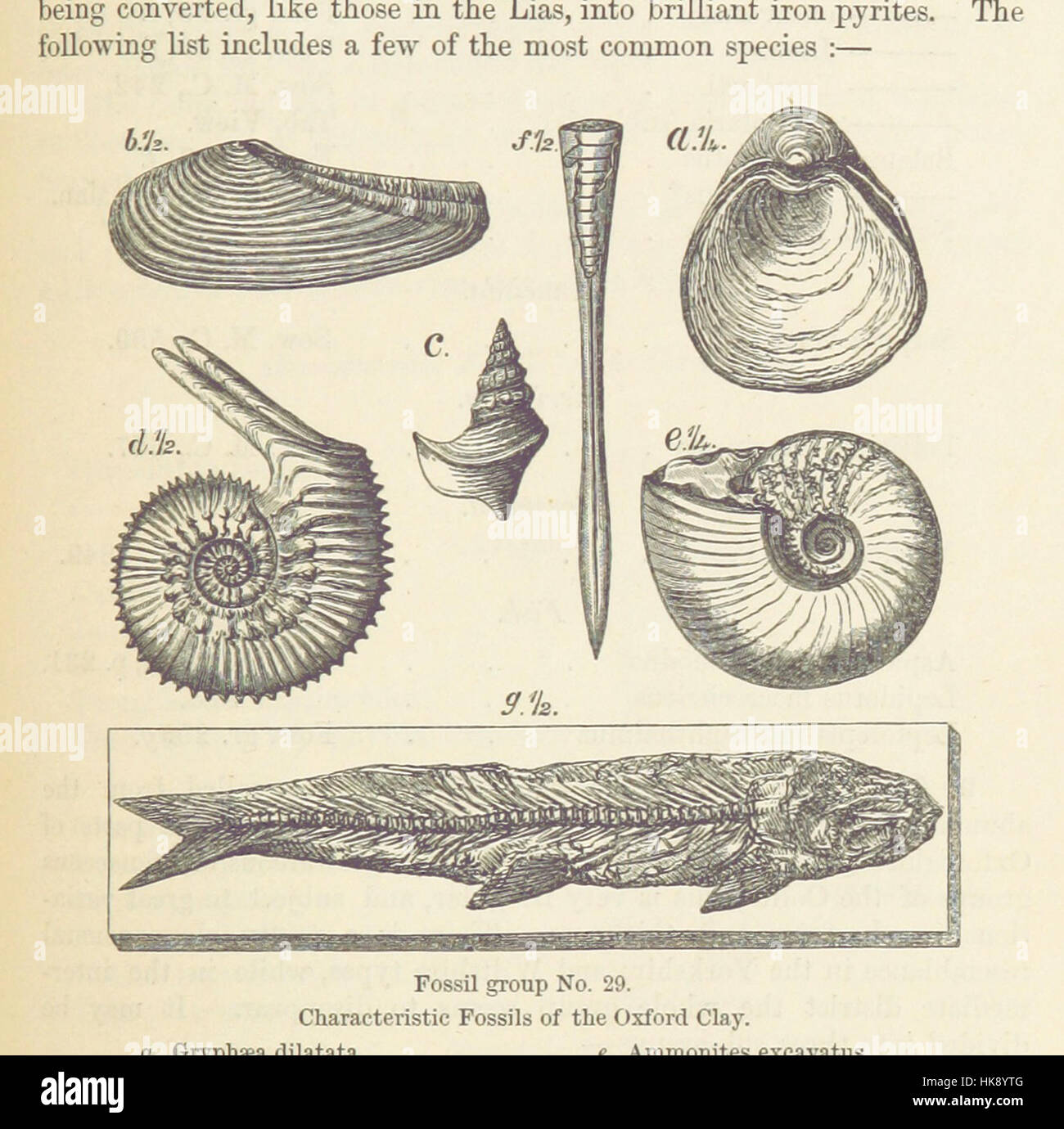 Illustration from 'The Student's Manual of Geology', showing geological ...
