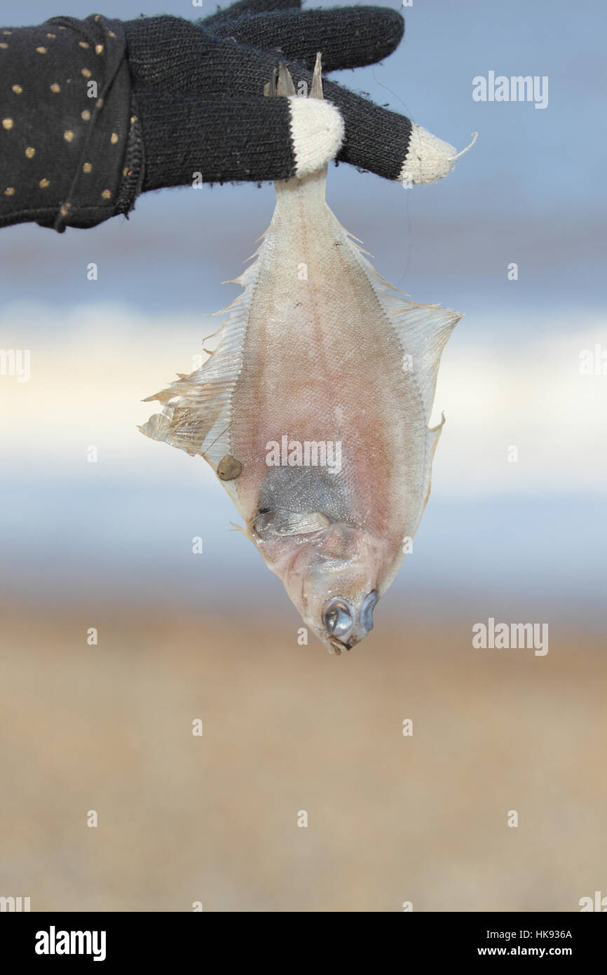 Ray's Bream or Atlantic pomfret (Brama brama), washed up dead on a ...