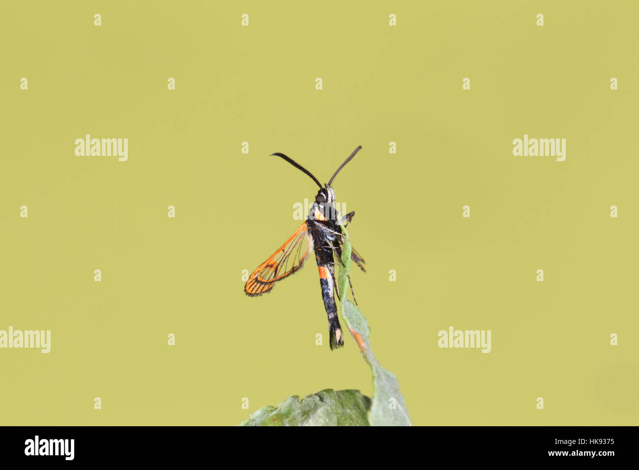 Red-belted Clearwing (Synanthedon myopaeformis), a localised, red and ...