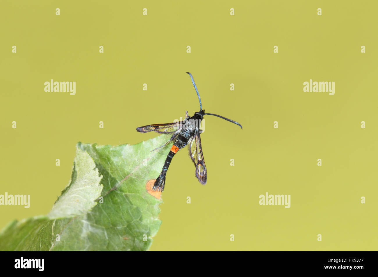 Clearwing moth uk hi-res stock photography and images - Alamy