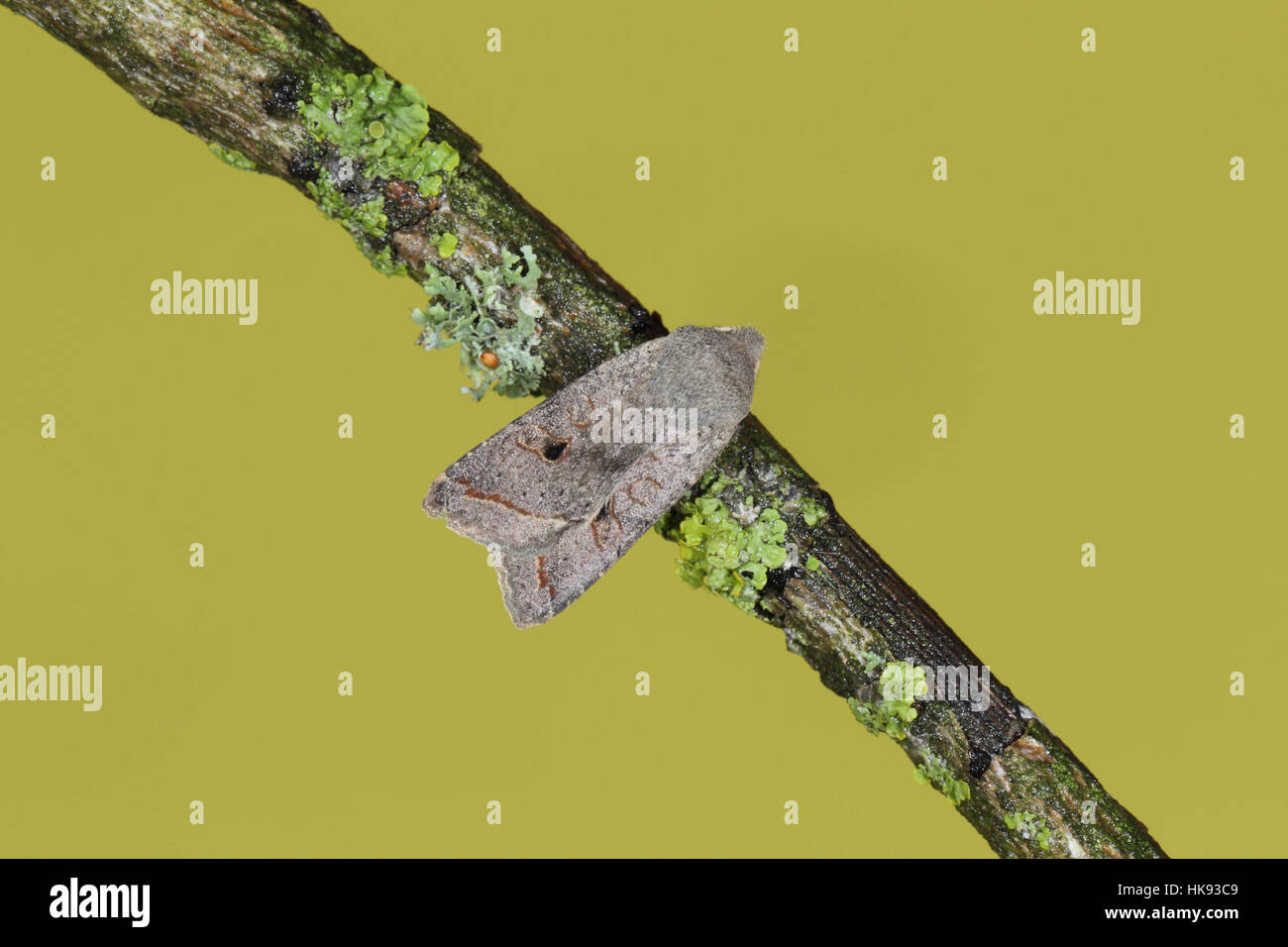 Red-line Quaker (Agrochola lota), an autumn-flying woodland moth ...