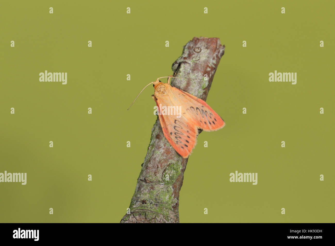 Orange and black moth hi-res stock photography and images - Alamy