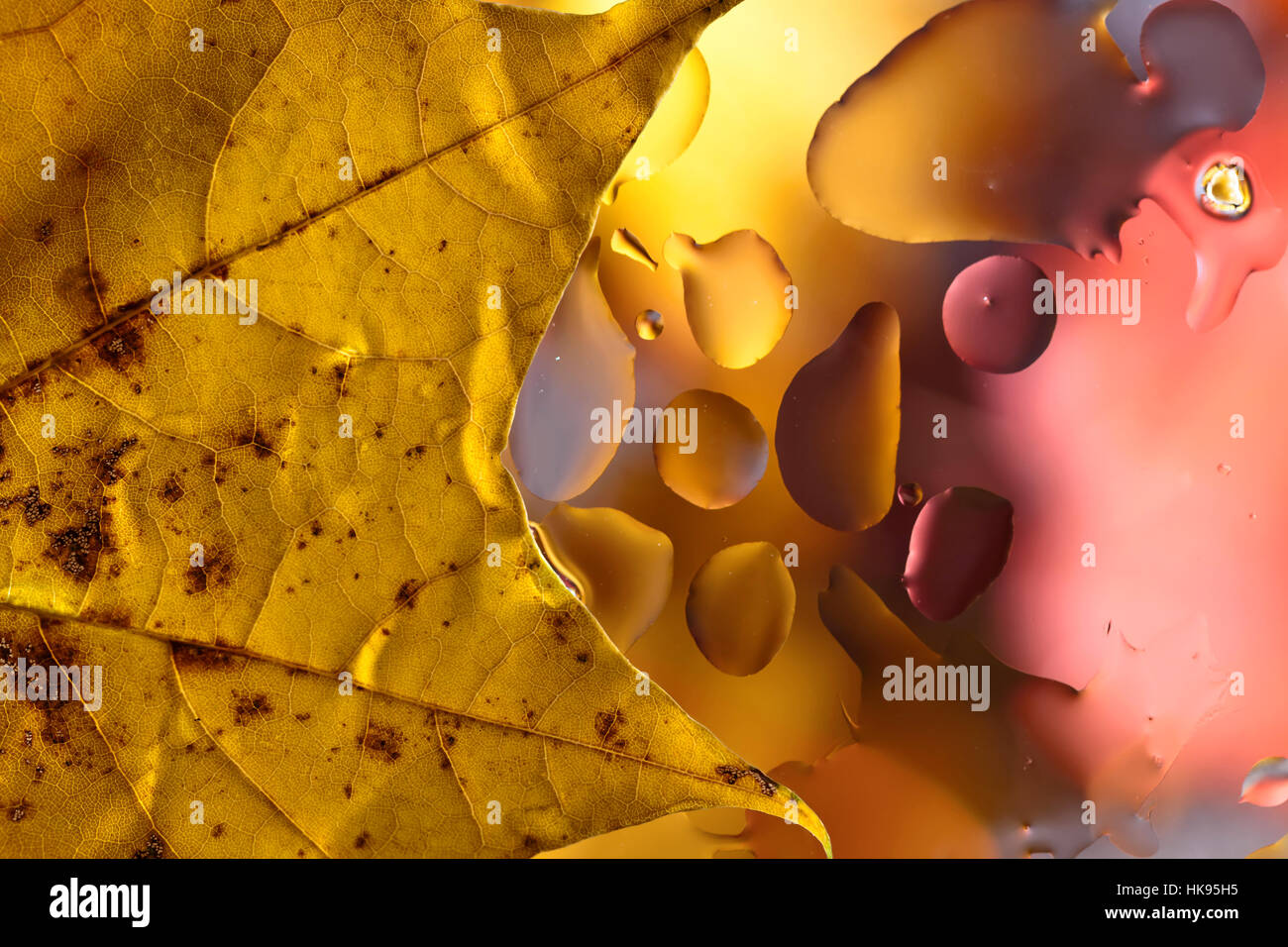 The Autumn background with leaves and rain water drops Stock Photo - Alamy