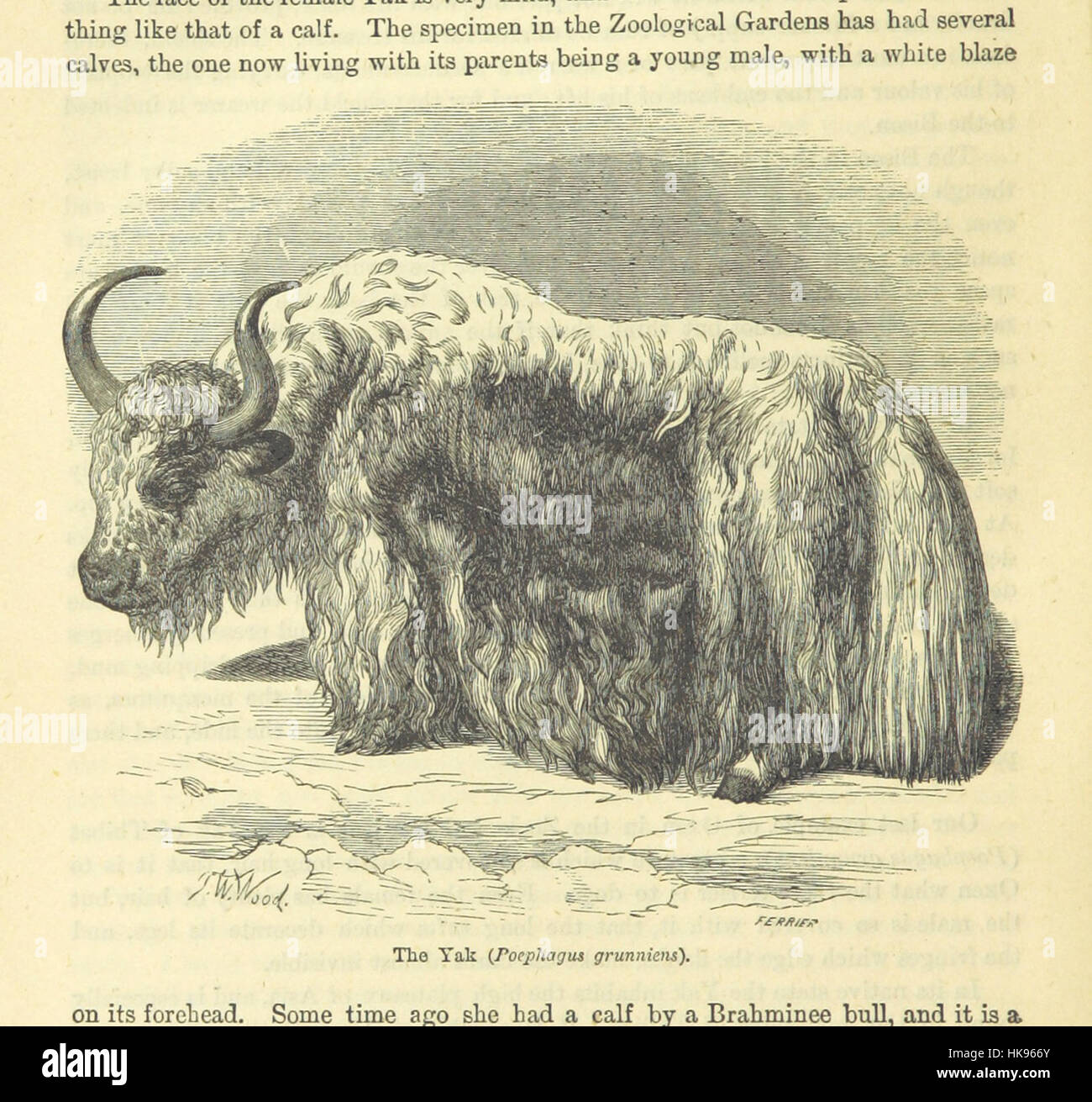 Beeton's Historical Romances, Daring Deeds, and Animal Stories ...