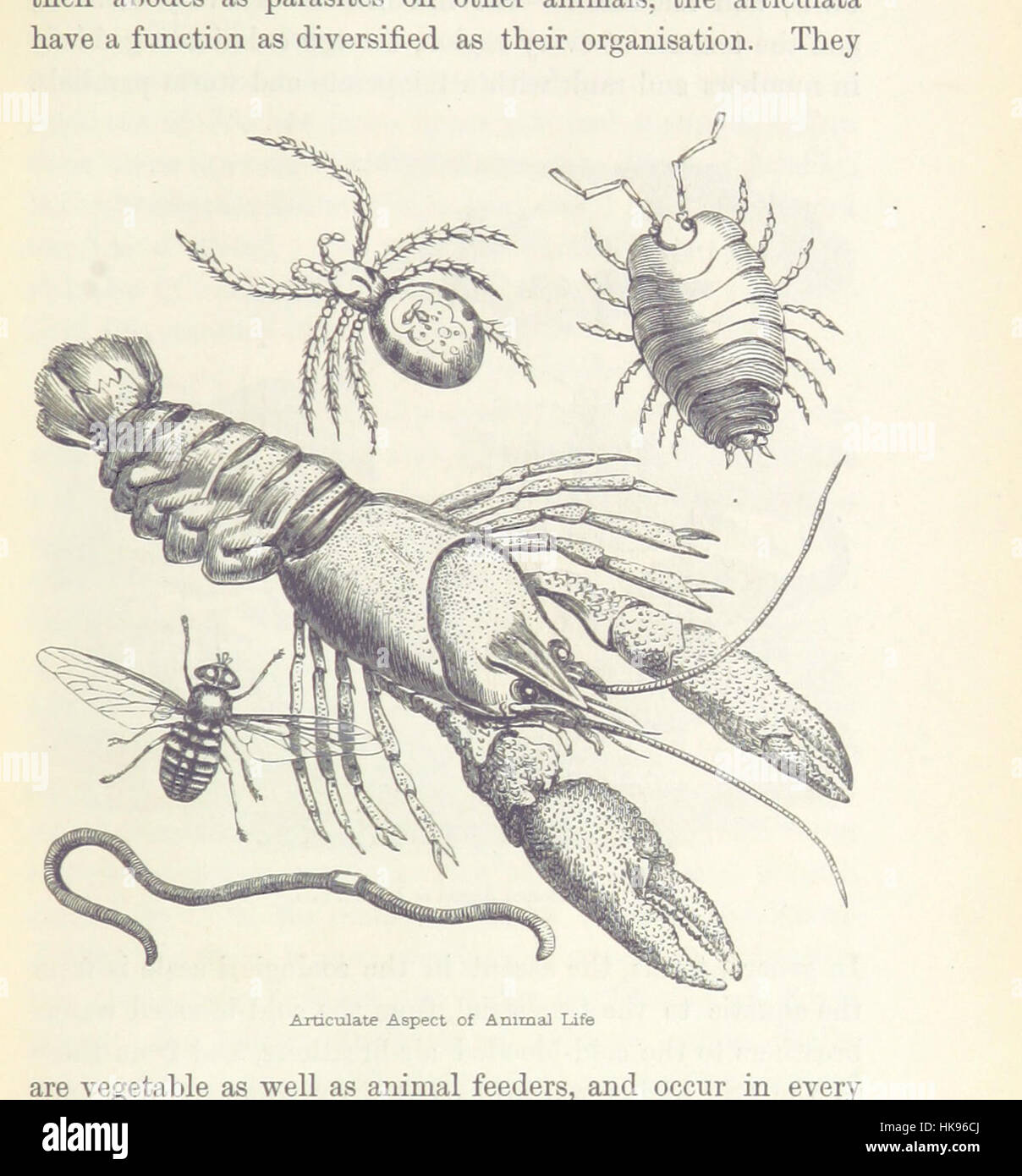 Illustration from 'The Past and Present Life of the Globe', depicting a ...