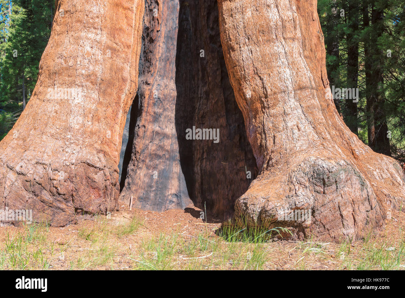 California sequoia trees hi-res stock photography and images - Alamy