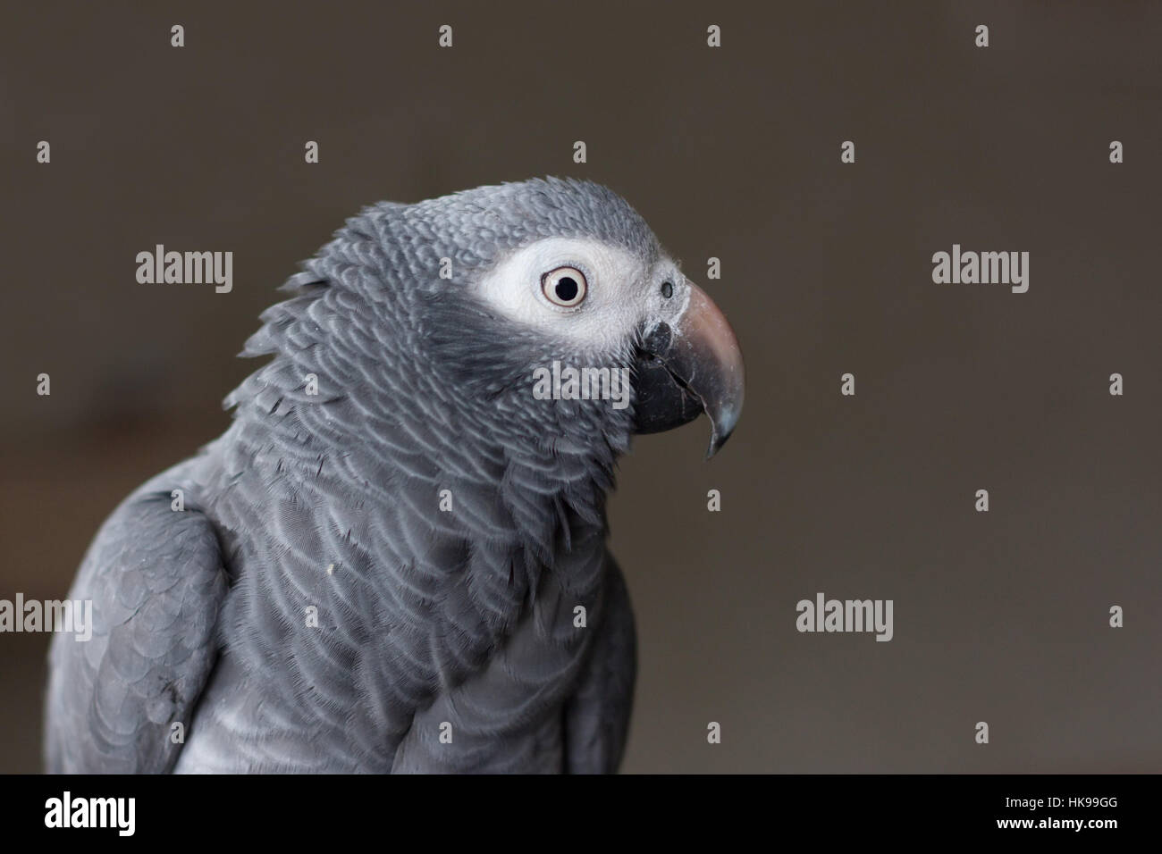 Close-up of an Timneh grey parrot or Psittacus timneh Stock Photo - Alamy