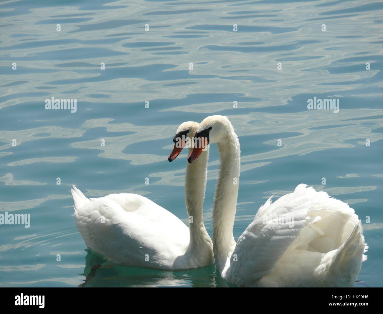 swans, swan, couple, pair, salt water, sea, ocean, water, swans, swan ...