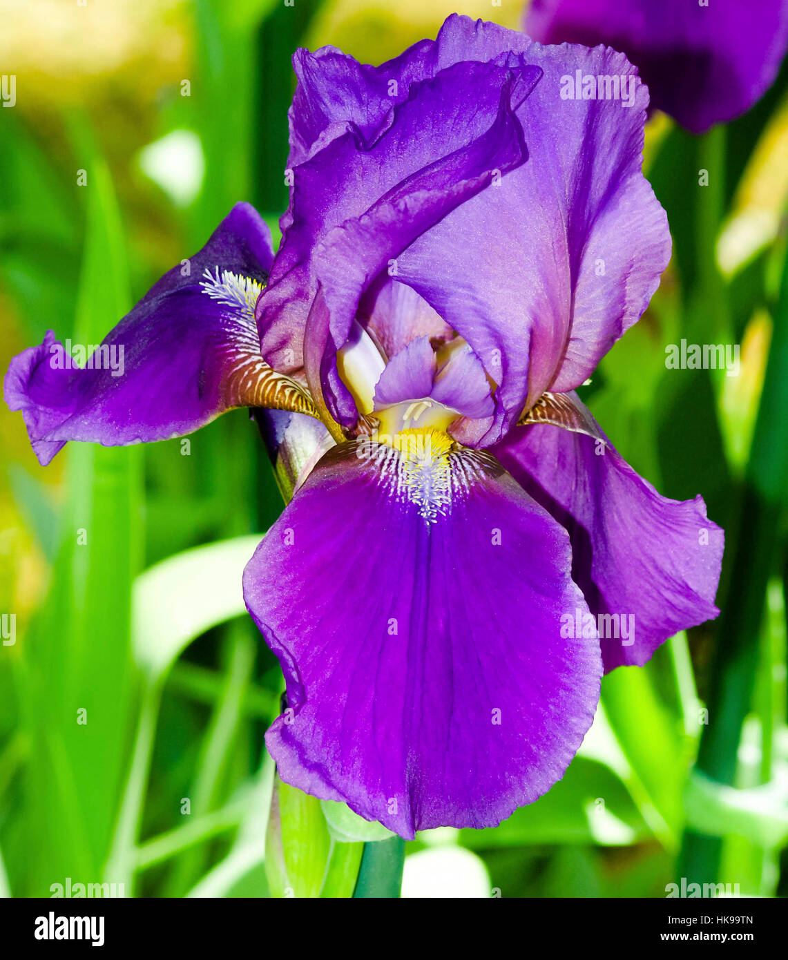 Dutch iris bulb hi-res stock photography and images - Alamy
