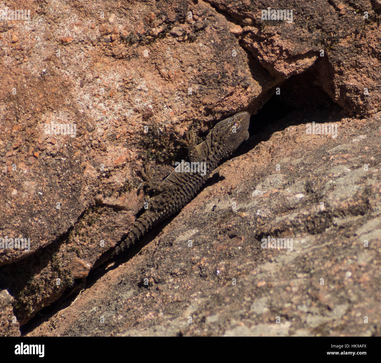 Geckos (Tarentola mauritanica) on the rock Stock Photo - Alamy