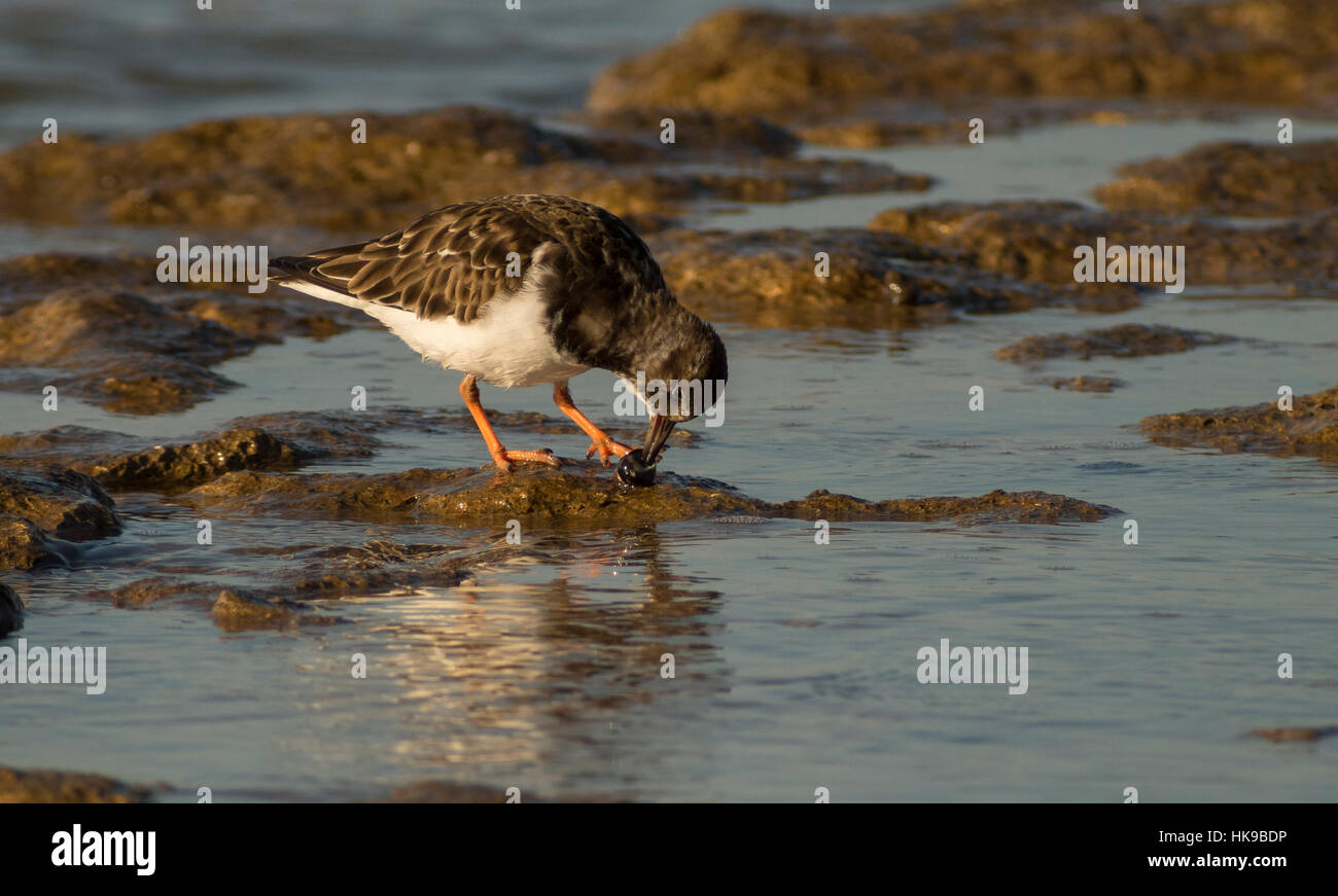 Bird eating shellfish hi-res stock photography and images - Alamy