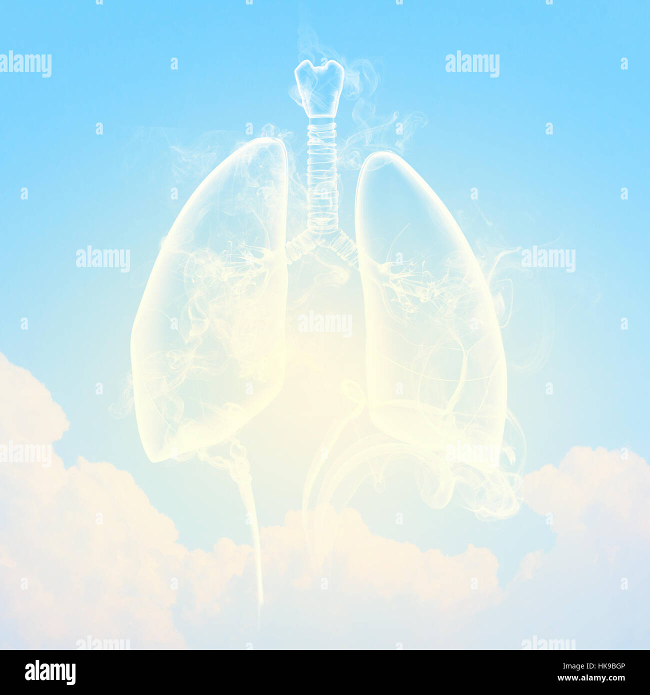 Schematic illustration of human lungs with the different elements on a ...