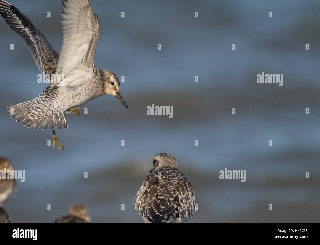 Landing Flies Flying High Resolution Stock Photography and Images - Alamy