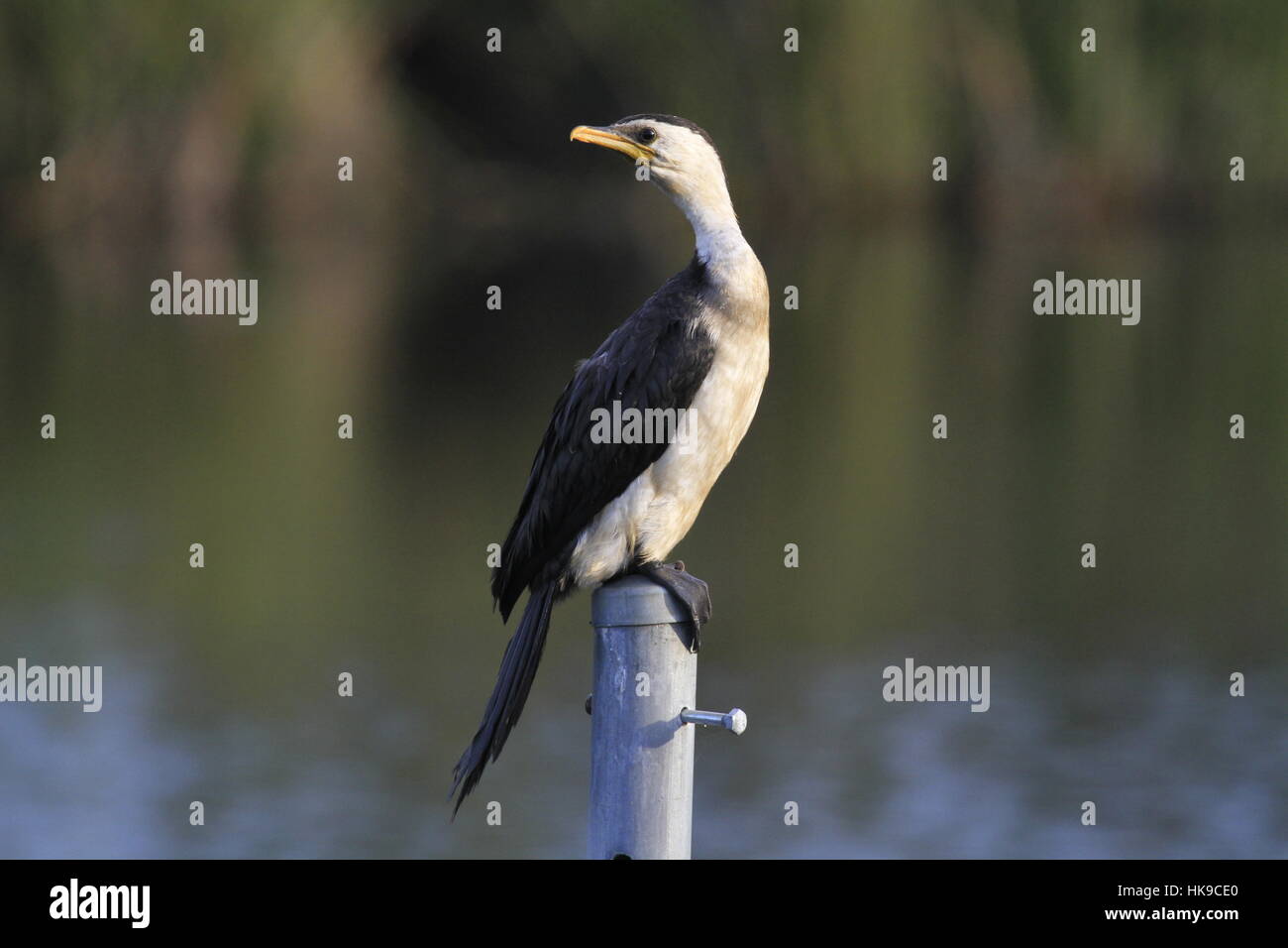 bird on pole Stock Photo - Alamy