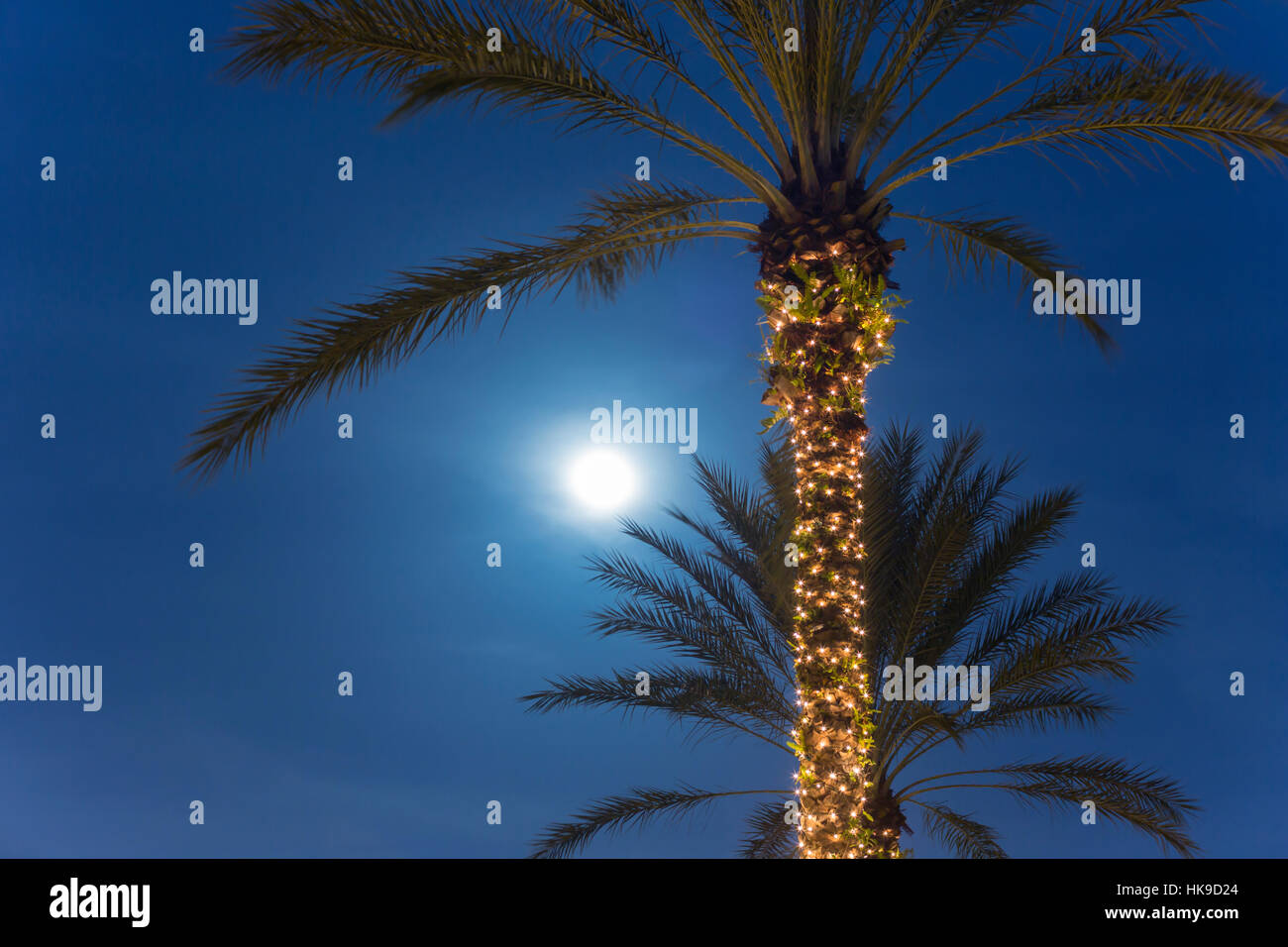 Moonrise trees hi-res stock photography and images - Alamy