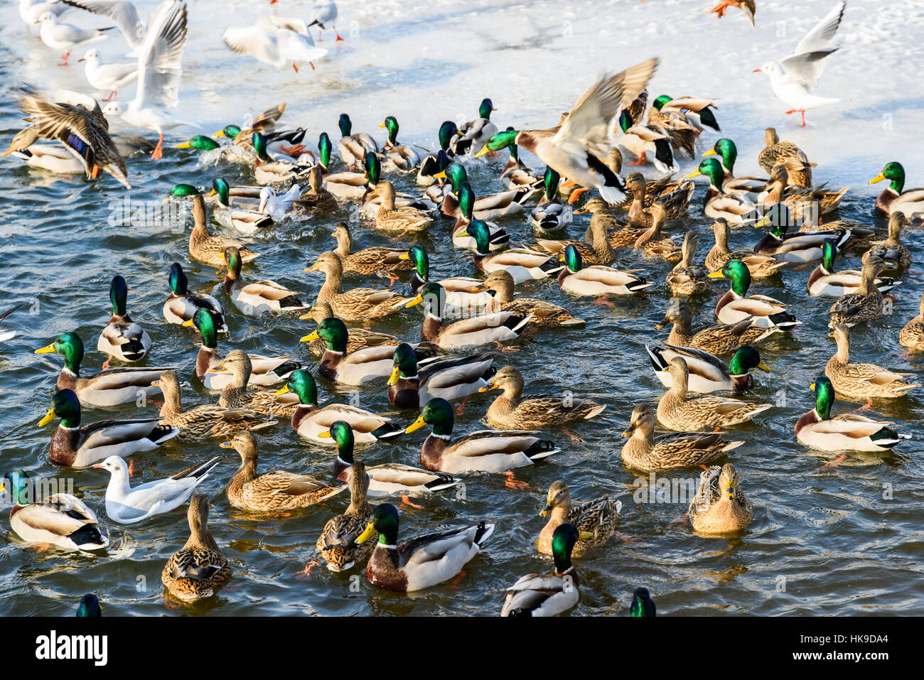 Wild Ducks And Seagulls On Water In Winter Stock Photo - Alamy