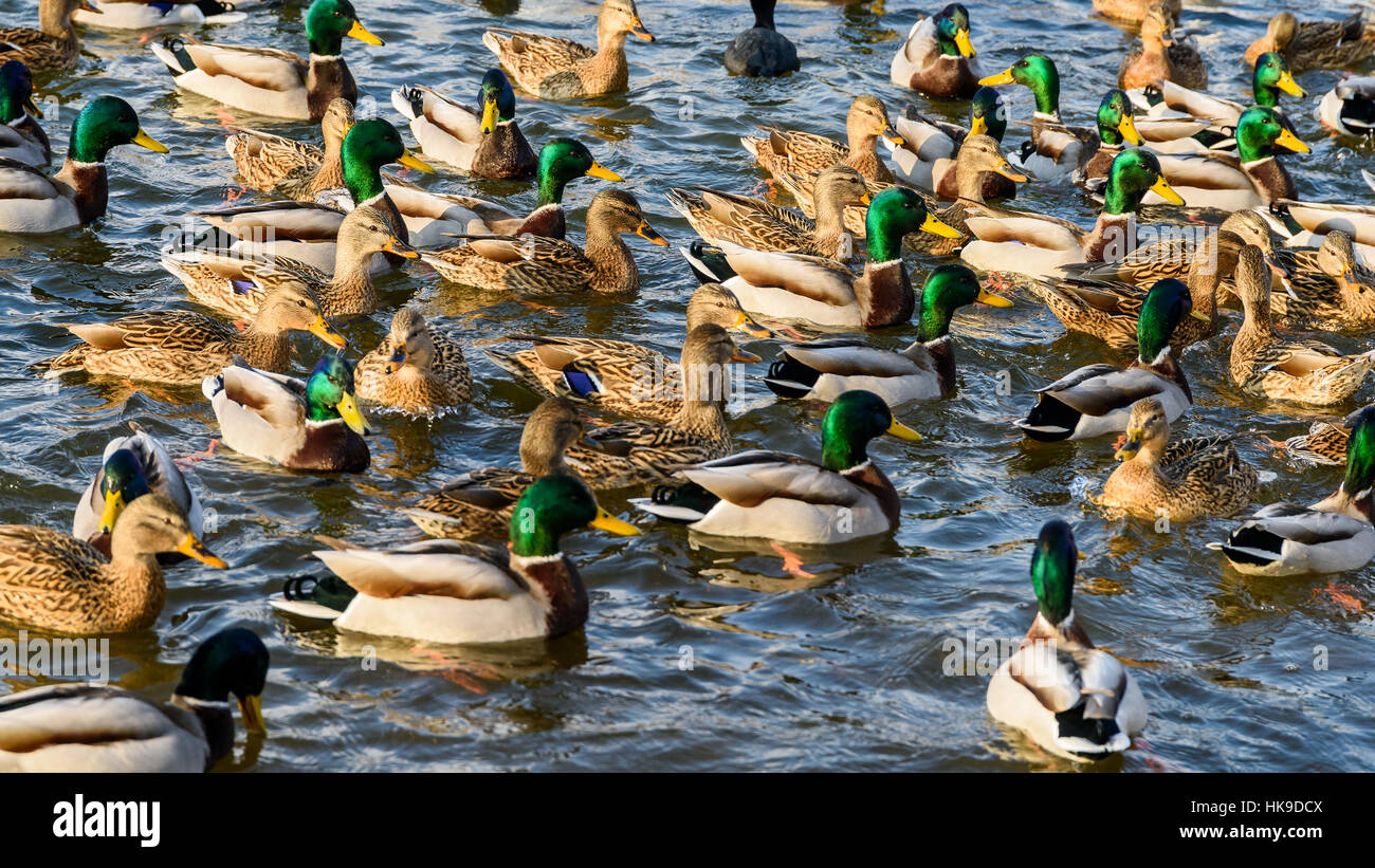 Birds winter water hi-res stock photography and images - Alamy