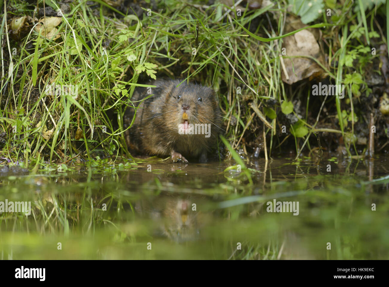 Water vole burrow uk hi-res stock photography and images - Alamy