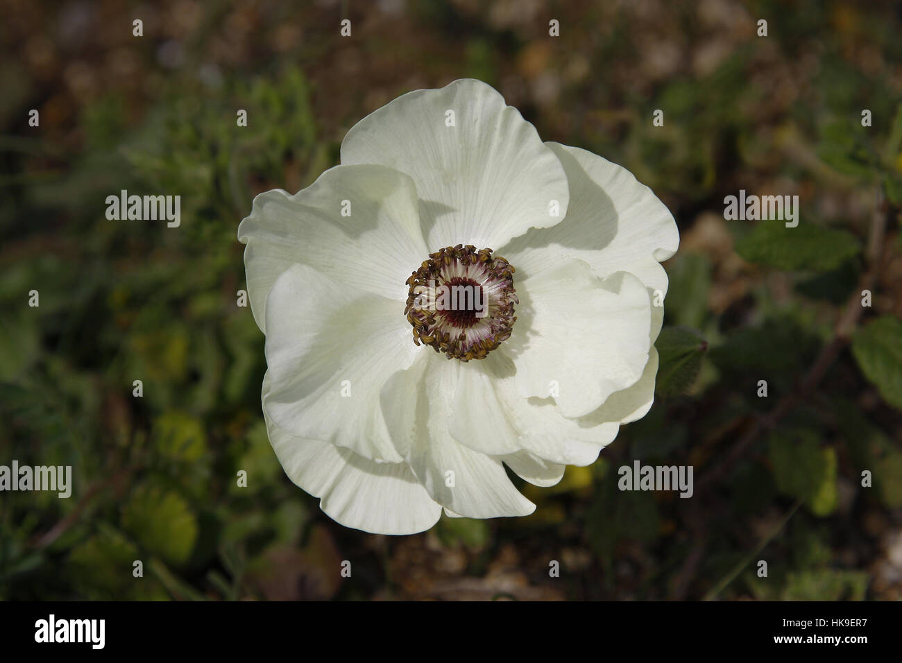Crown Anemone (Anemone coronaria) white form, close up, of single ...