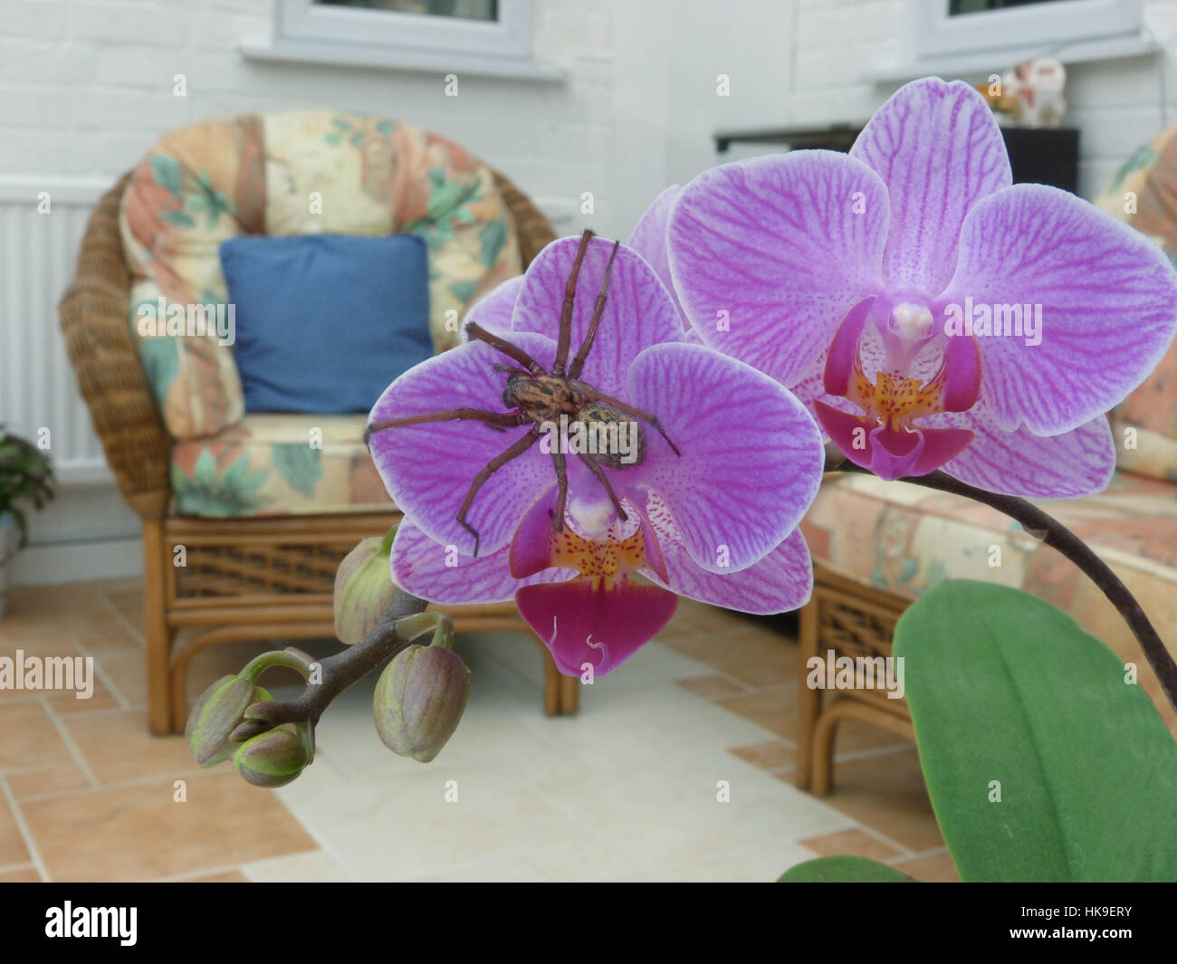 Giant House Spider (Tegenaria gigantea) Adult female, roosting on Huse ...