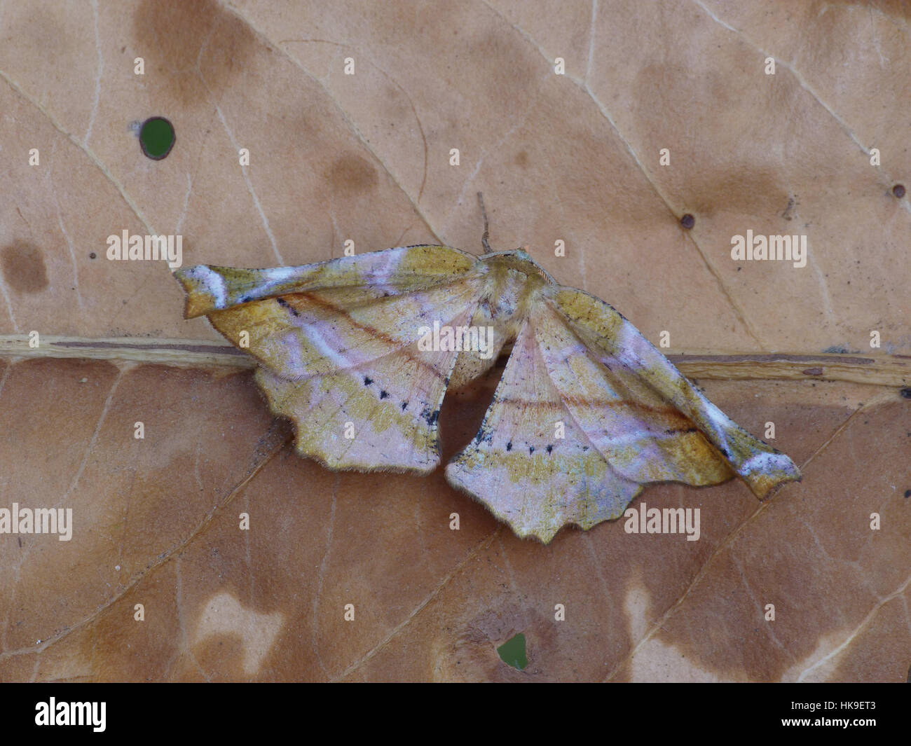 Lilac Beauty Moth (Hygrochroa syringaria) Adult Female resting on dry ...
