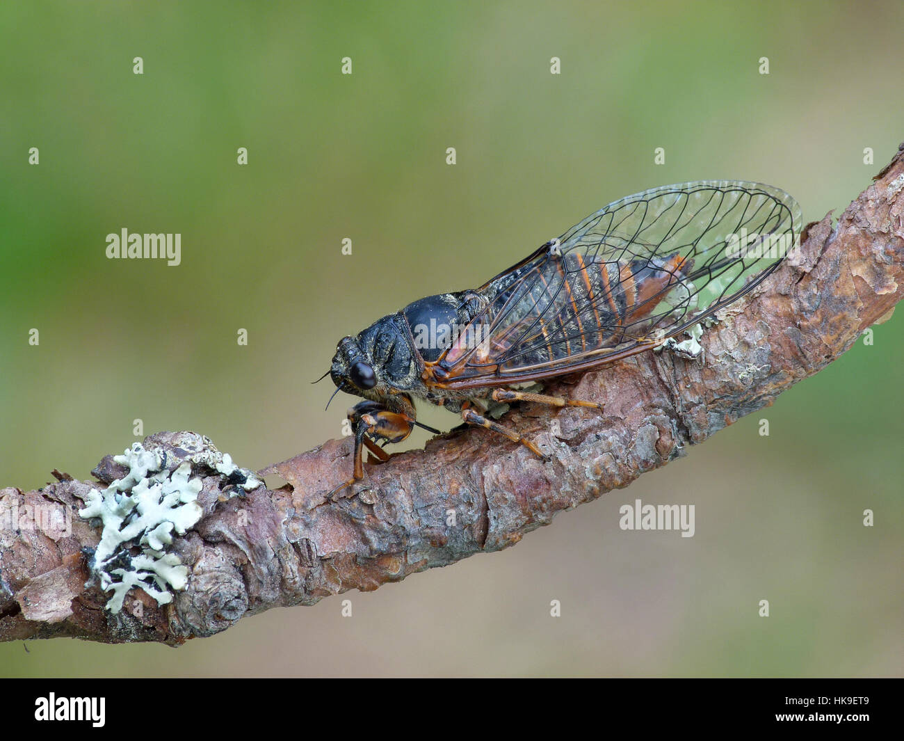 Mountain Cicada (Cicadetta montana) Adult roosting on twigg, Cannobina ...