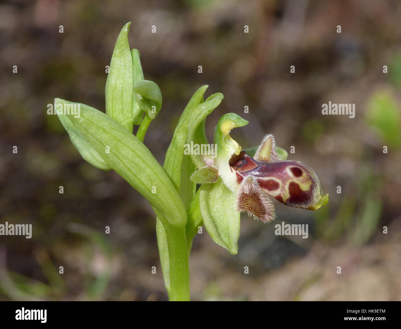 Endemic Cyprus Orchid (Ophyrys astarte) Flowering plant, Cyprus, March ...