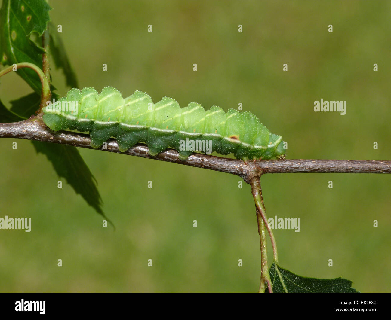 Tau emperor moths hi-res stock photography and images - Alamy