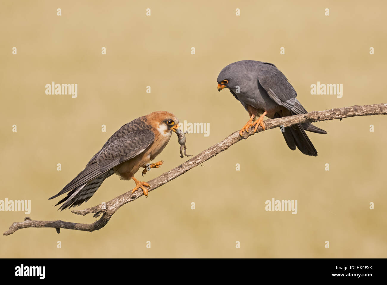 Red-footed Falcon (Falco vespertinus) pair - female with frog in bill ...
