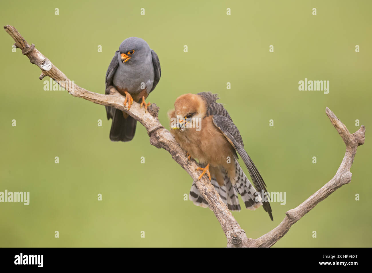 Red-footed Falcon (Falco vespertinus) - pair perched - female with ...