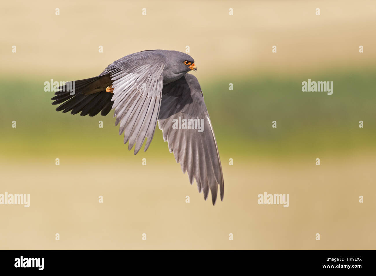 Red-footed Falcon (m) (Falco vespertinus) in flight - Hungary ...