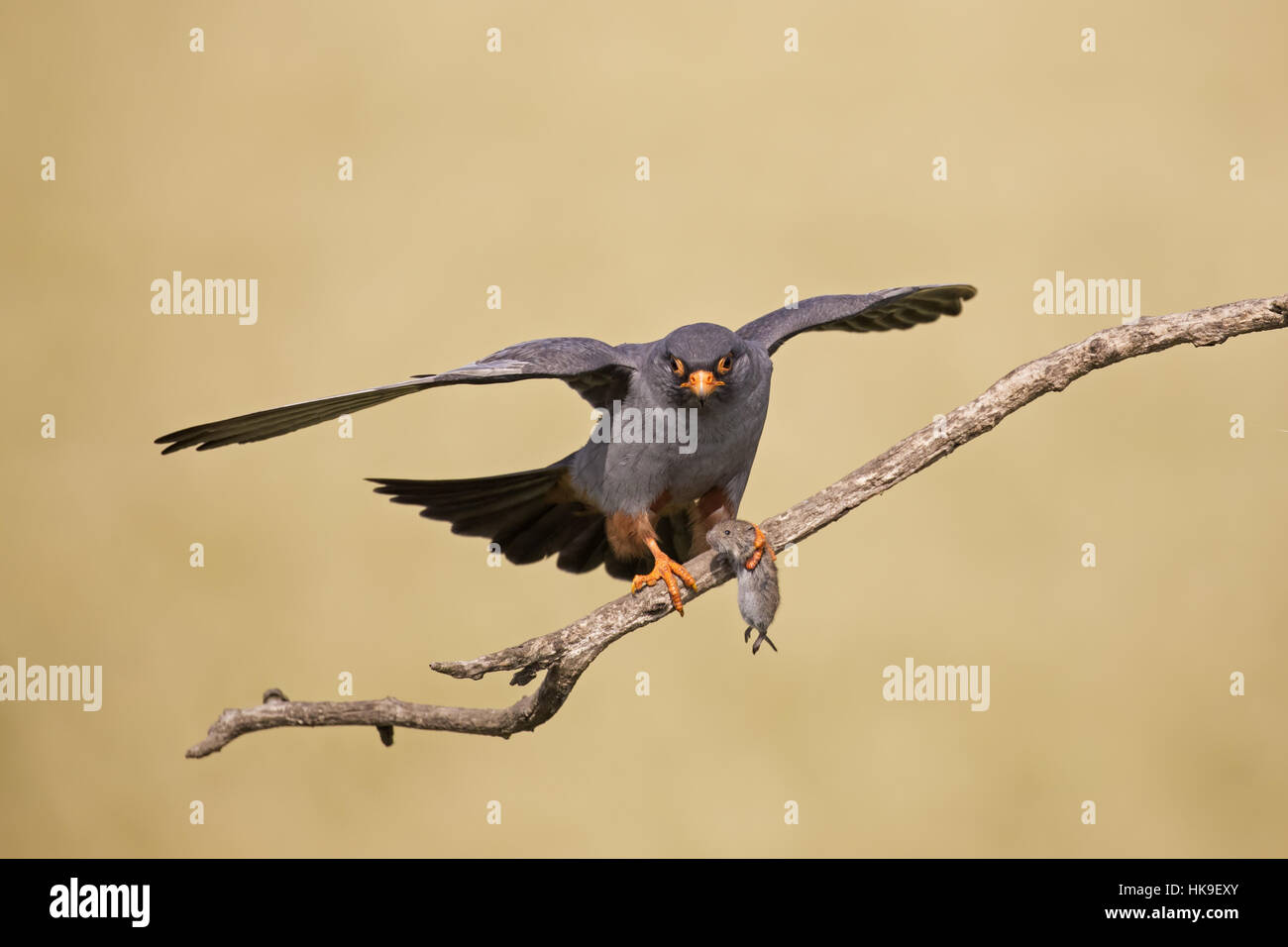 Red-footed Falcon (m) (Falco vespertinus) landing on perch with Vole in ...