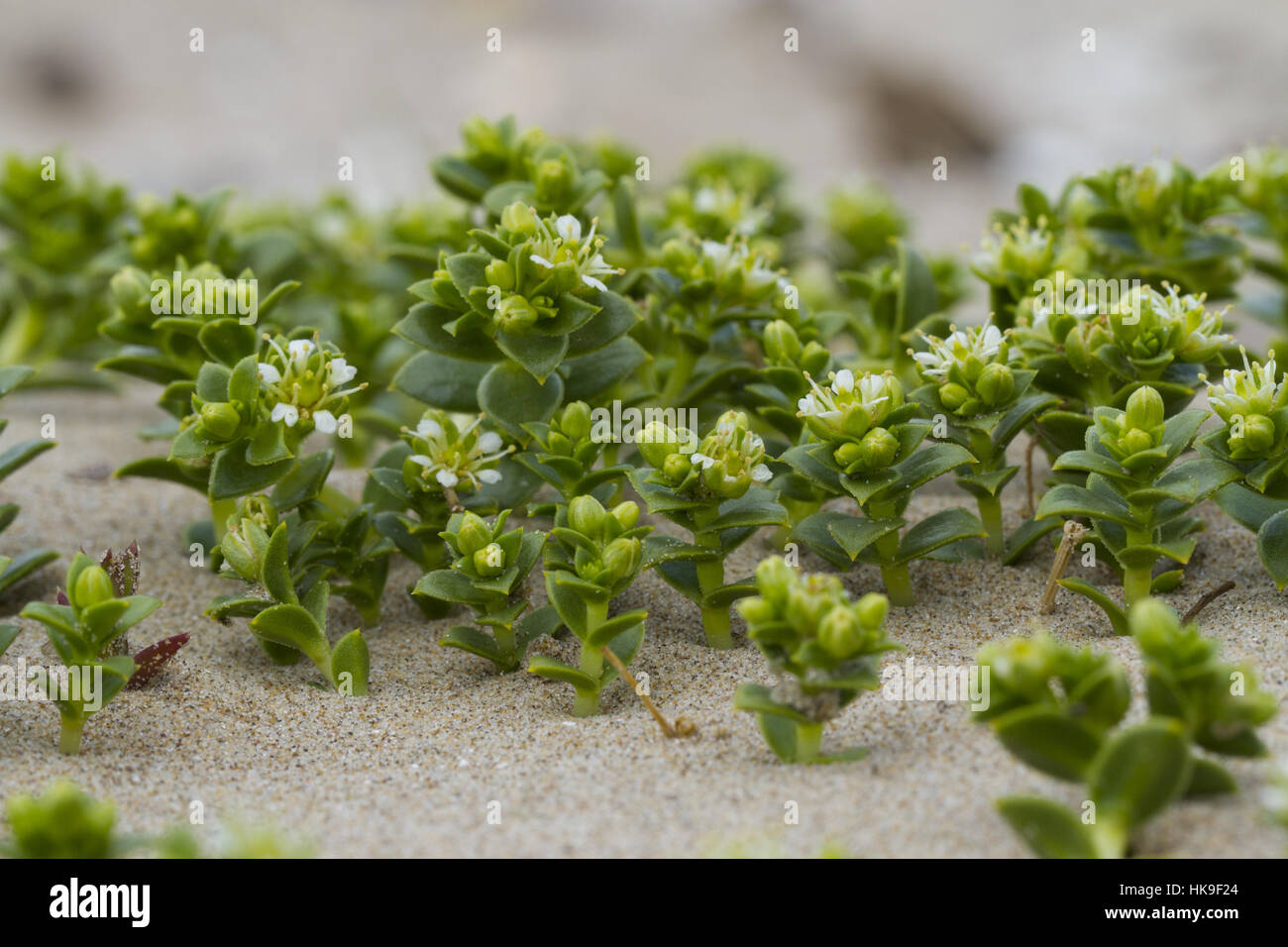 Sandwort wales hi-res stock photography and images - Alamy
