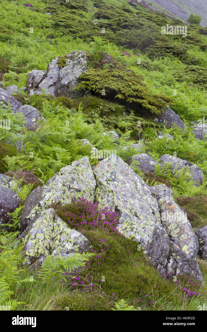 Common Juniper (Juniperus communis) woodland. With trees growing ...