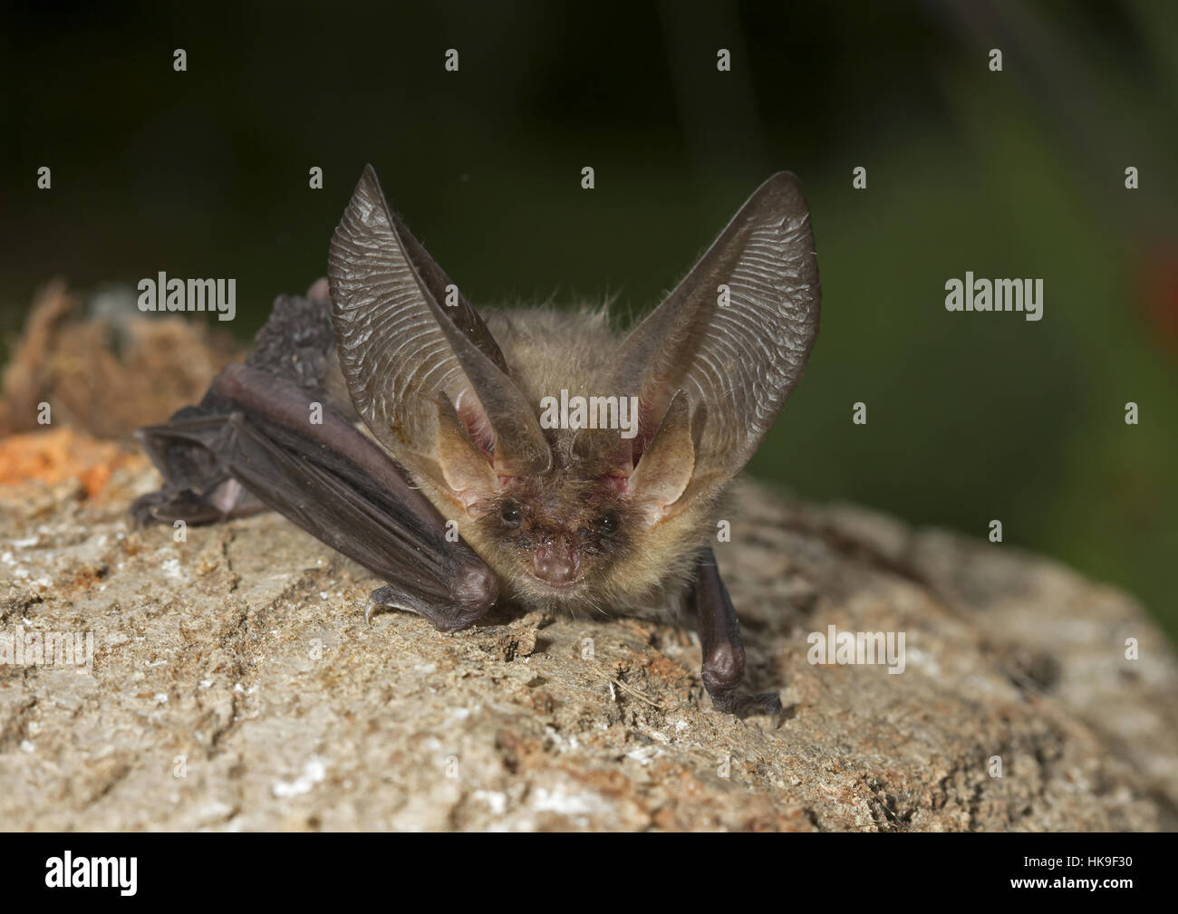 Brown Long-eared Bat, Plecotus auritus, portrait, summer, Norfolk UK ...